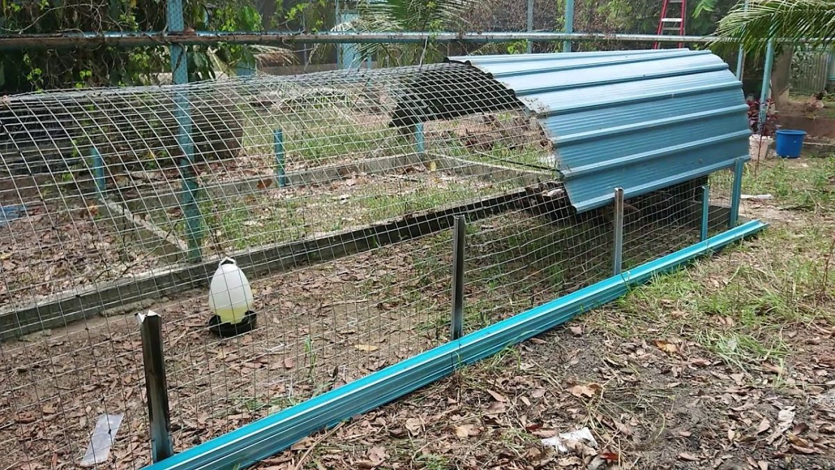 Power Genset For Chicken Farm | Electricity In Rural Areas